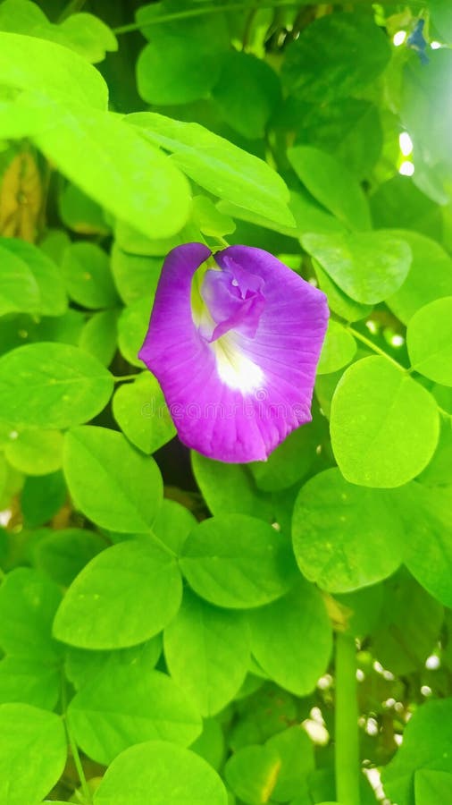 Purple Flower Growth at the Sideways Stock Image - Image of garden ...