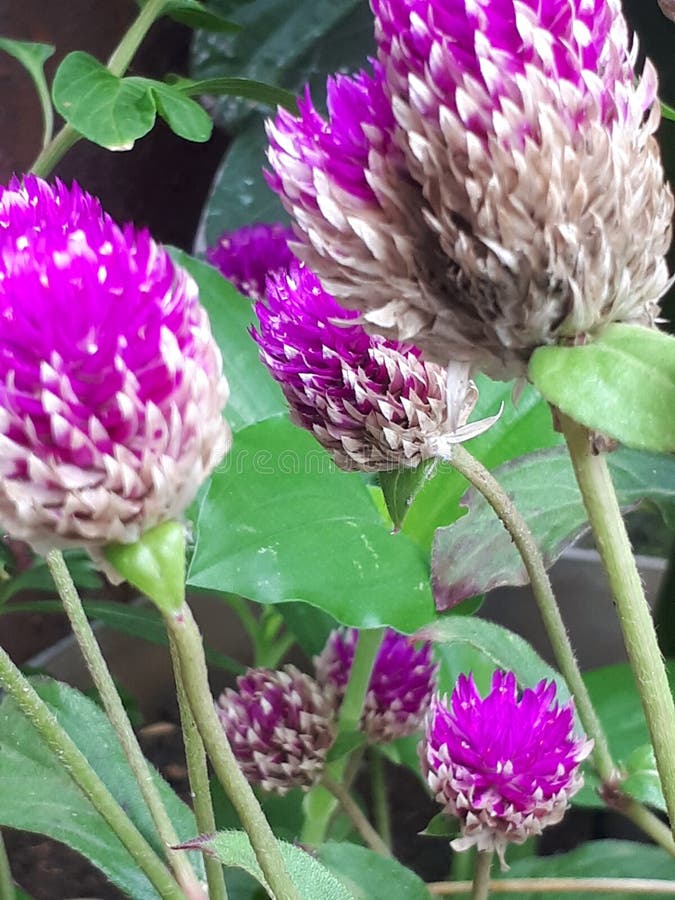 197 Half Dead Flower Stock Photos - Free & Royalty-Free Stock Photos ...