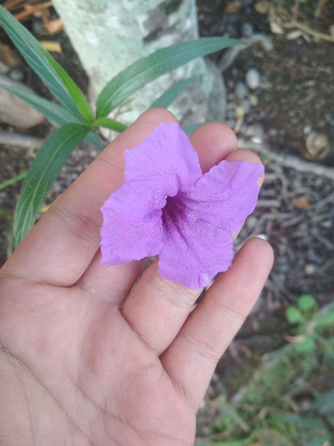 Purple flower in the hand stock image. Image of purple - 227617615