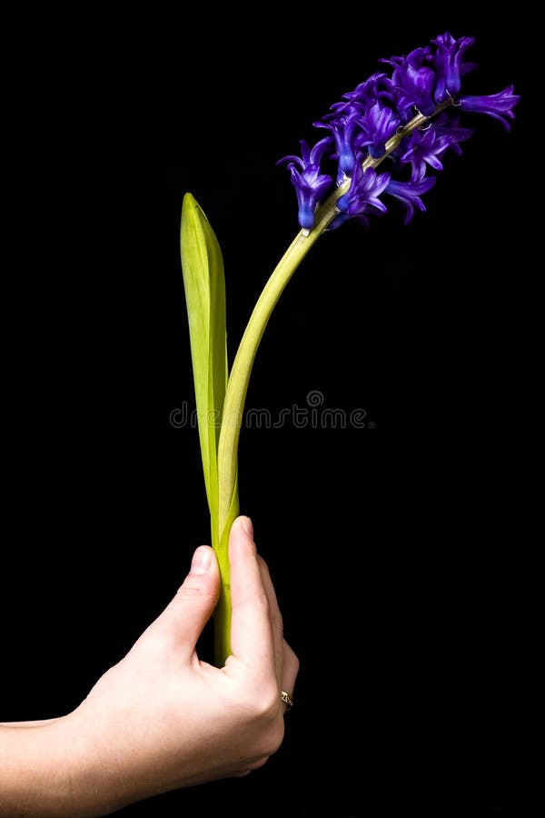 Purple flower in hand stock photo. Image of hand, purple - 9478428