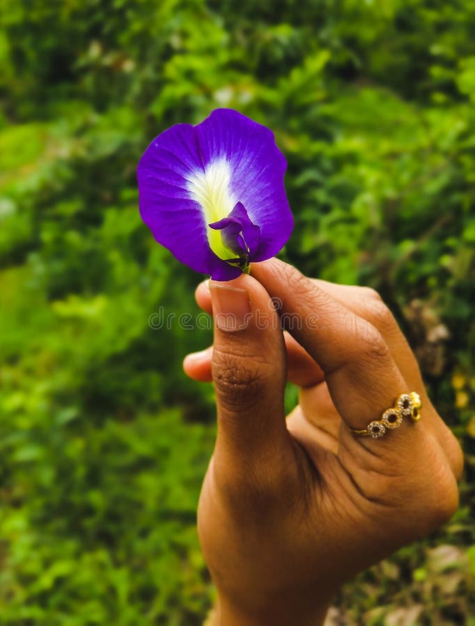 Purple flower in hand stock photo. Image of blooming - 166646276