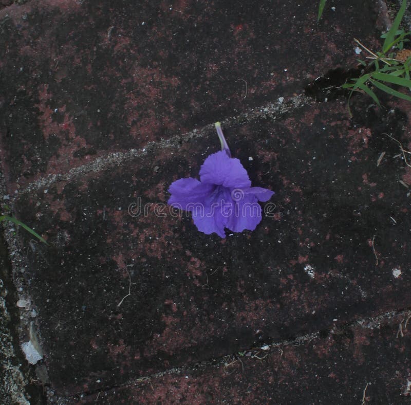 Purple Flower that Has Fallen from the Tree Stock Photo - Image of wall ...