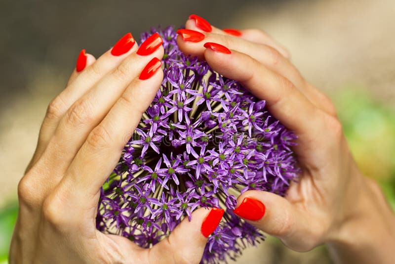 Purple flower heart stock image. Image of palm, fingernails - 24798019
