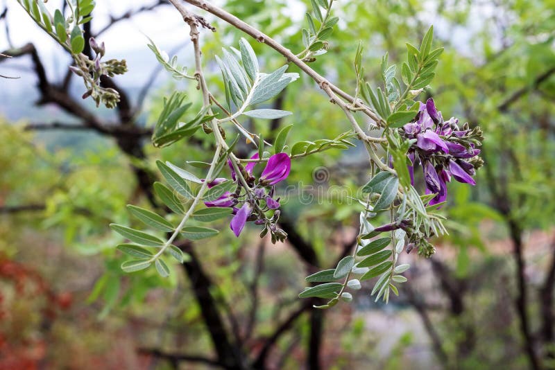 Purple Flower on an Indigenous Cork Bush Stock Image - Image of ...