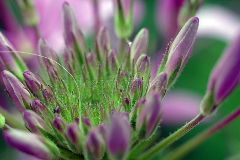 The purple flower stock photo. Image of flower, closeup - 99405824