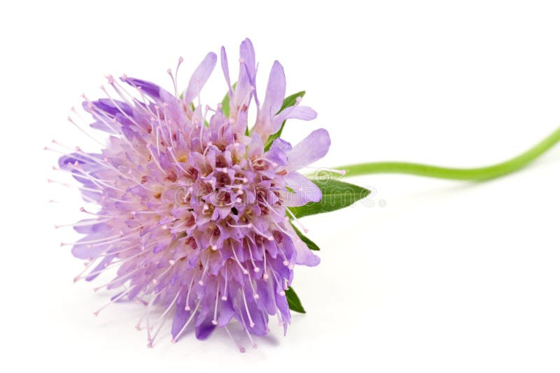 Purple Flower, Isolated on White Background Stock Photo - Image of ...