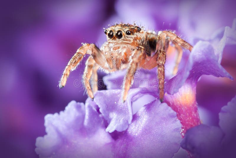 On the purple flower stock image. Image of salticidae - 111738285