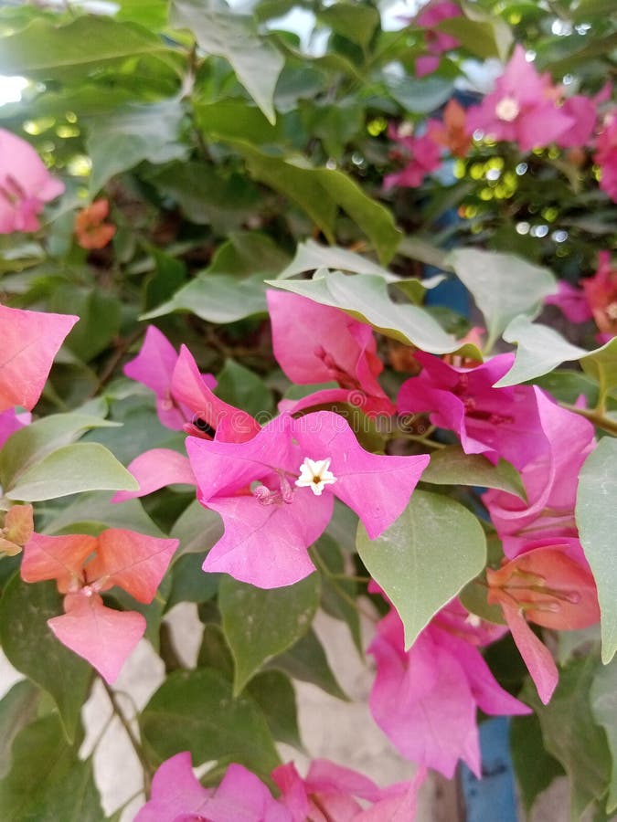 Purple flower with leave stock photo. Image of white - 257580644