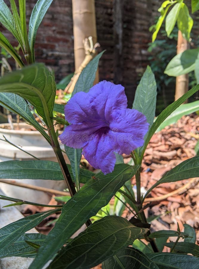Lily Purple flower stock photo. Image of produce, flower - 379883910
