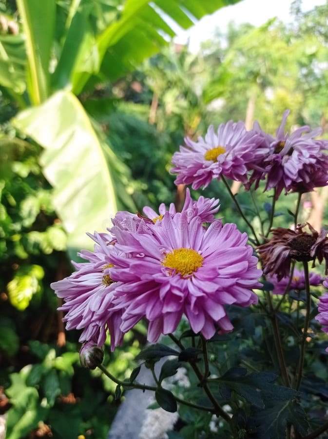 Purple Flower in My Garden so Cool Stock Photo - Image of garden, great ...