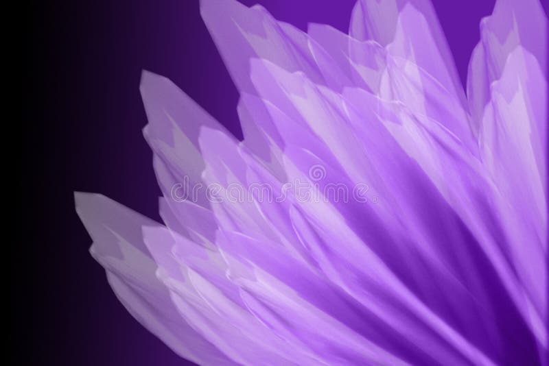 Purple Flower Petals stock image. Image of garden, blossom - 18027137