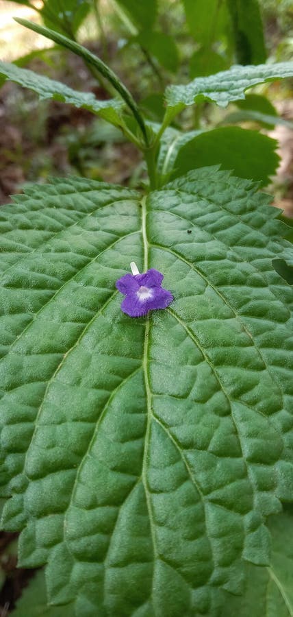 Purple Flower Petals on the Leaves / Panorama Stock Photo - Image of ...