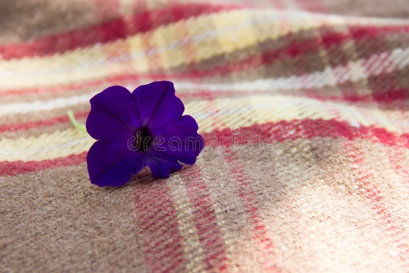 Purple flower on plaid. stock photo. Image of petal, floral - 82520042
