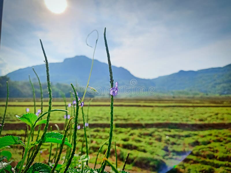 Purple Flower Plants on the Edge of the Rice Fields in the Hot Sun ...