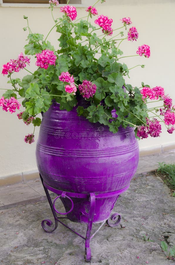 Purple Flower Pot stock photo. Image of closeup, flowerpot - 34232958