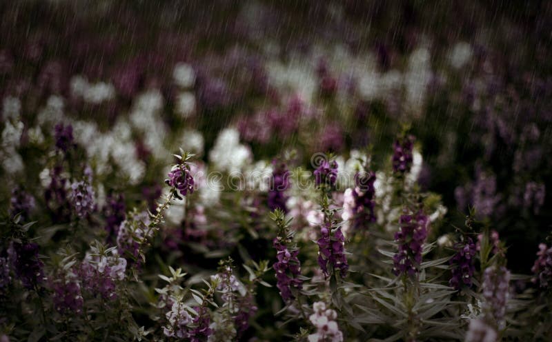 Purple flower in the rain stock image. Image of bloom - 89618865