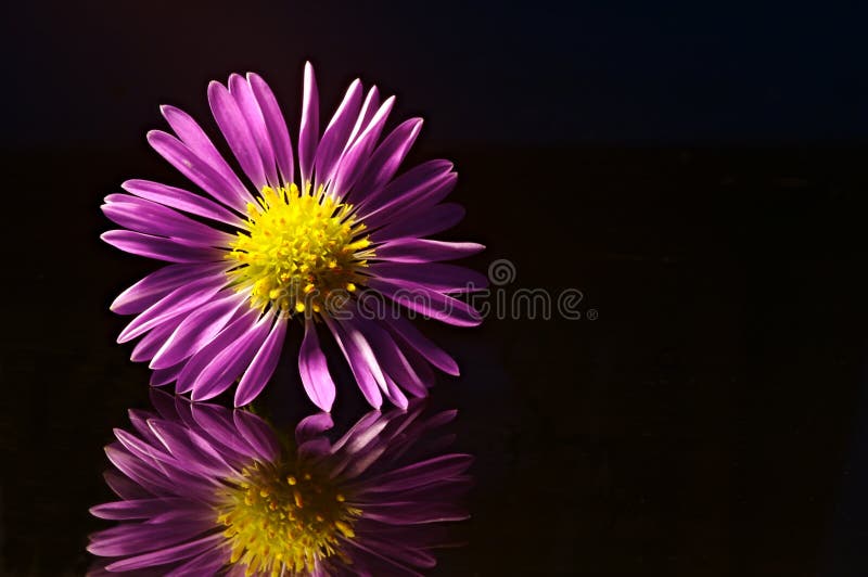 Purple Flower Reflected stock photo. Image of fragile - 3394628