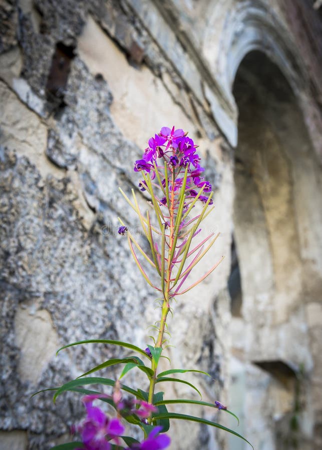 A Flower among the Ruins stock photo. Image of 17th, cultural - 26251056