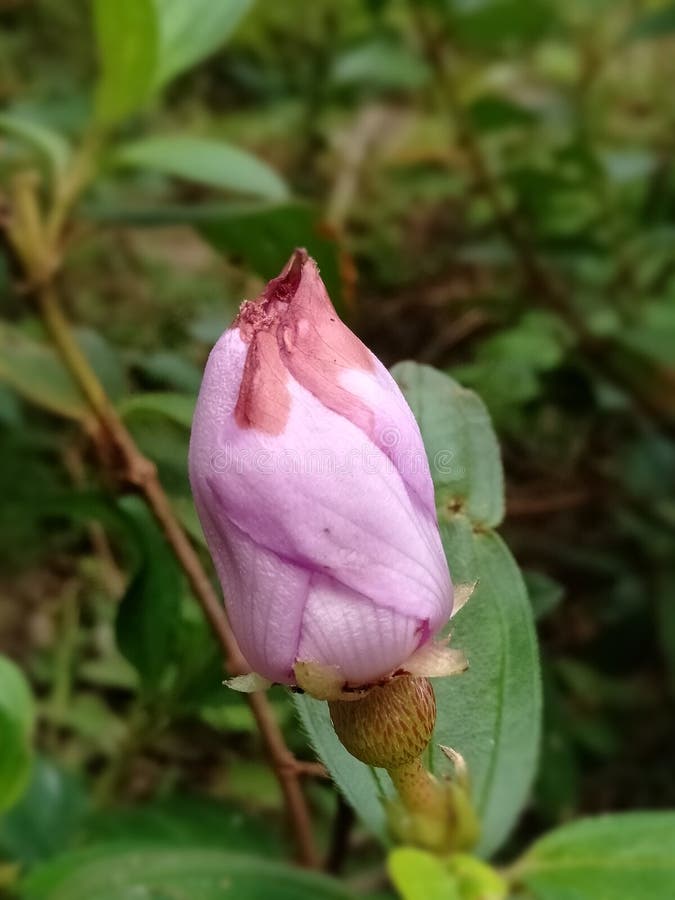 Purple flower stock photo. Image of purple, pretty, natural - 248458566