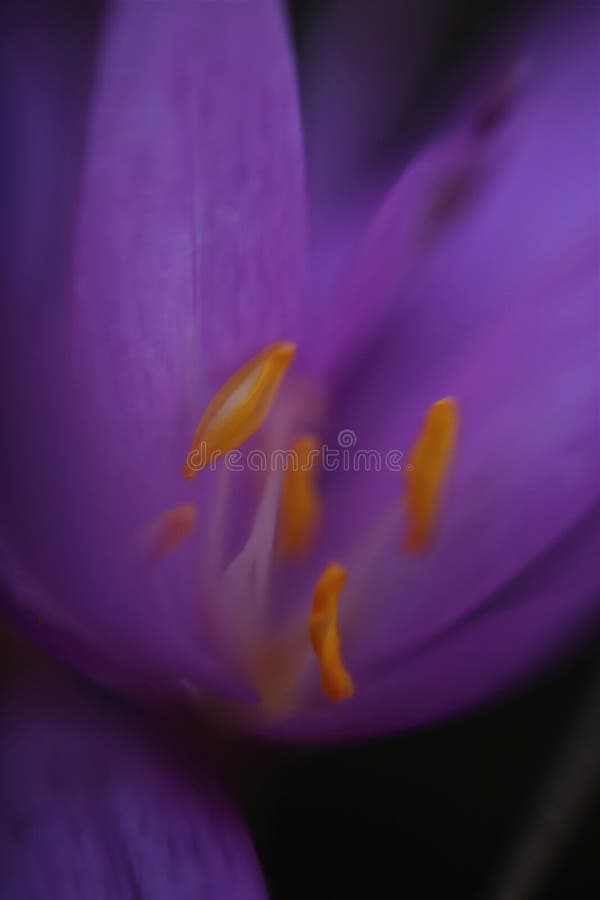 Purple flower shafran stock photo. Image of orange, wallpaper - 244567356