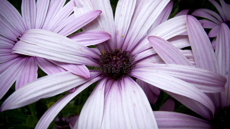 Purple Flower in Shallow Depth of Field Stock Photo - Image of depth ... Purple Flower in Shallow Depth of Field Stock Photo - Image of depth ...