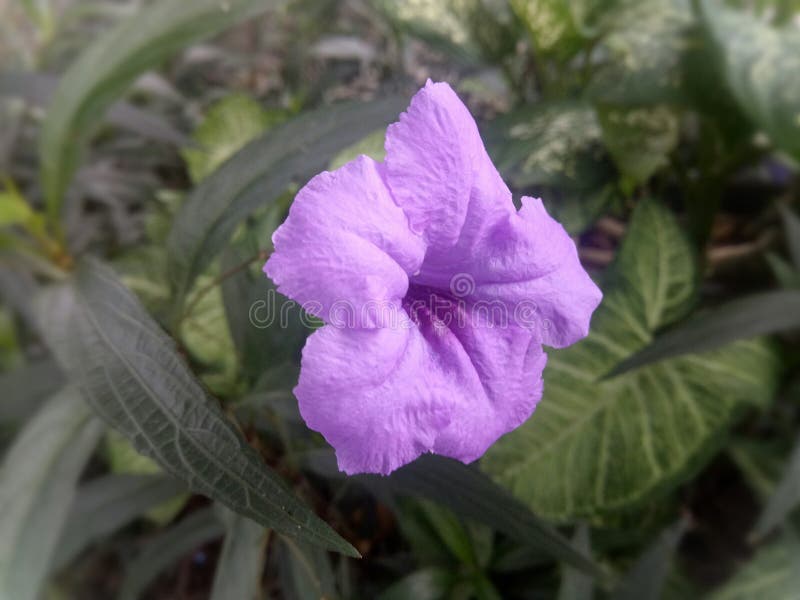 Purple flower stock image. Image of beauty, purple, shows - 131375555