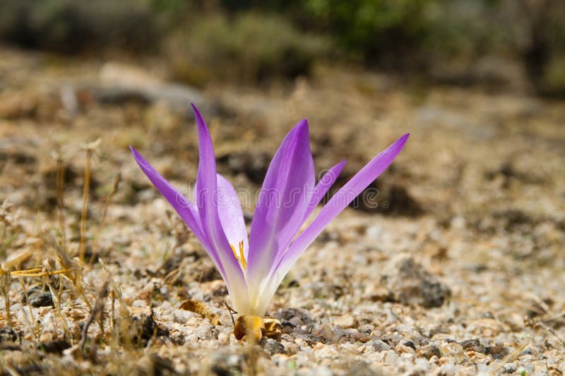 Purple Flower Side View and Close Up of Colchicum Montanum Stock Photo ...