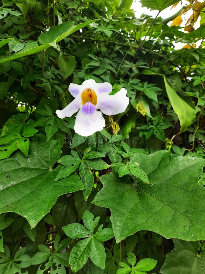 A Purple Flower Slightly White Stock Image - Image of leaf, flower ...
