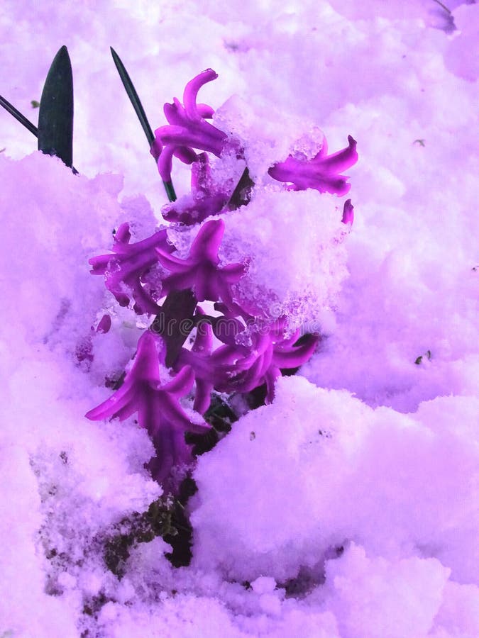 A Purple Flower in the Snow Stock Image - Image of frozen, spring ...