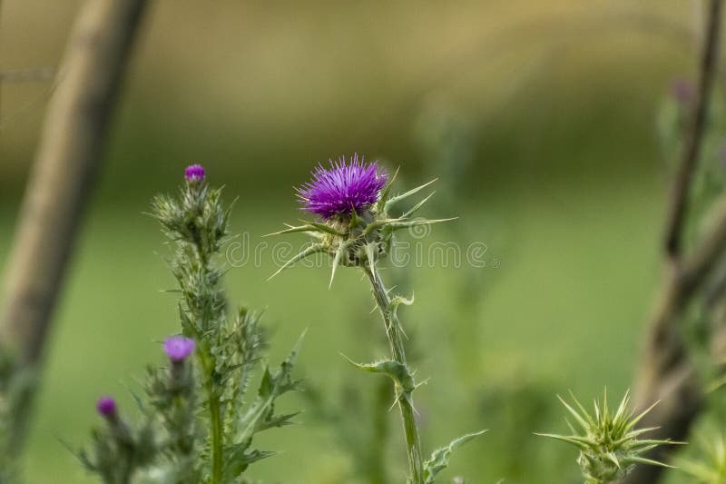 Purple Flower with Spikes on Its Petals Stock Image - Image of flower ...