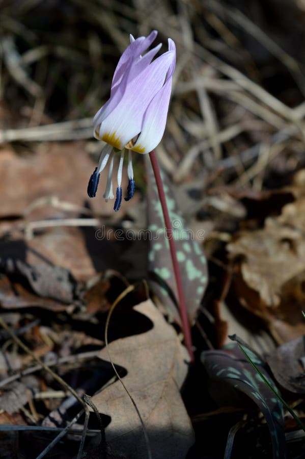 One spring flower stock image. Image of petal, little - 142881029