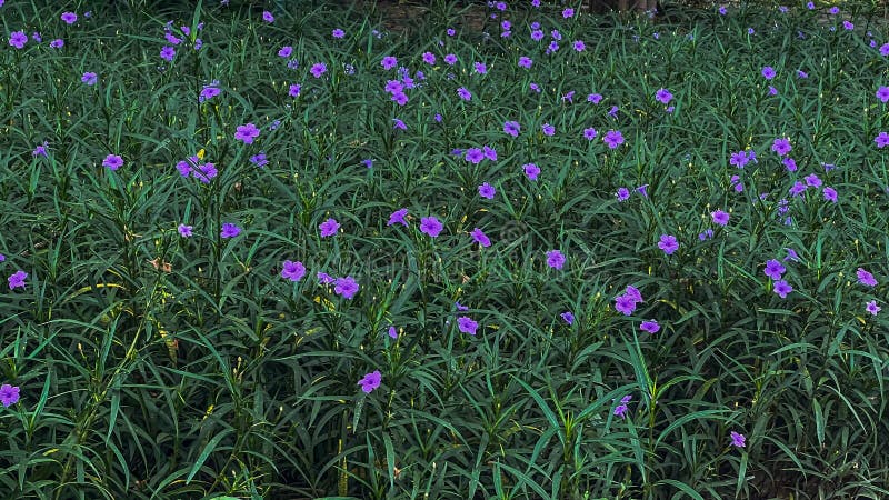 A purple flower stock photo. Image of flower, nature - 284406748