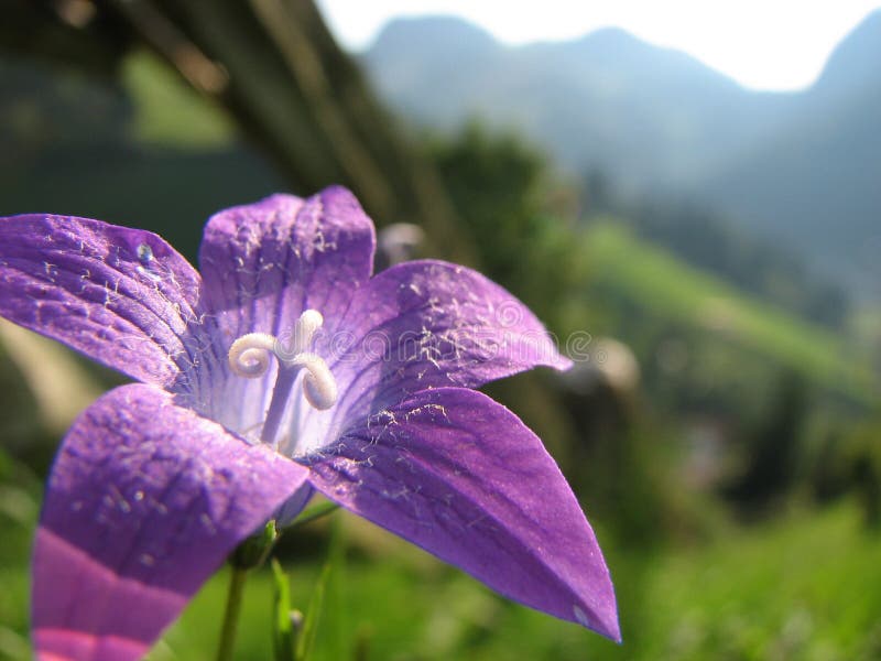 Purple flower in the sun stock photo. Image of floral - 2460870