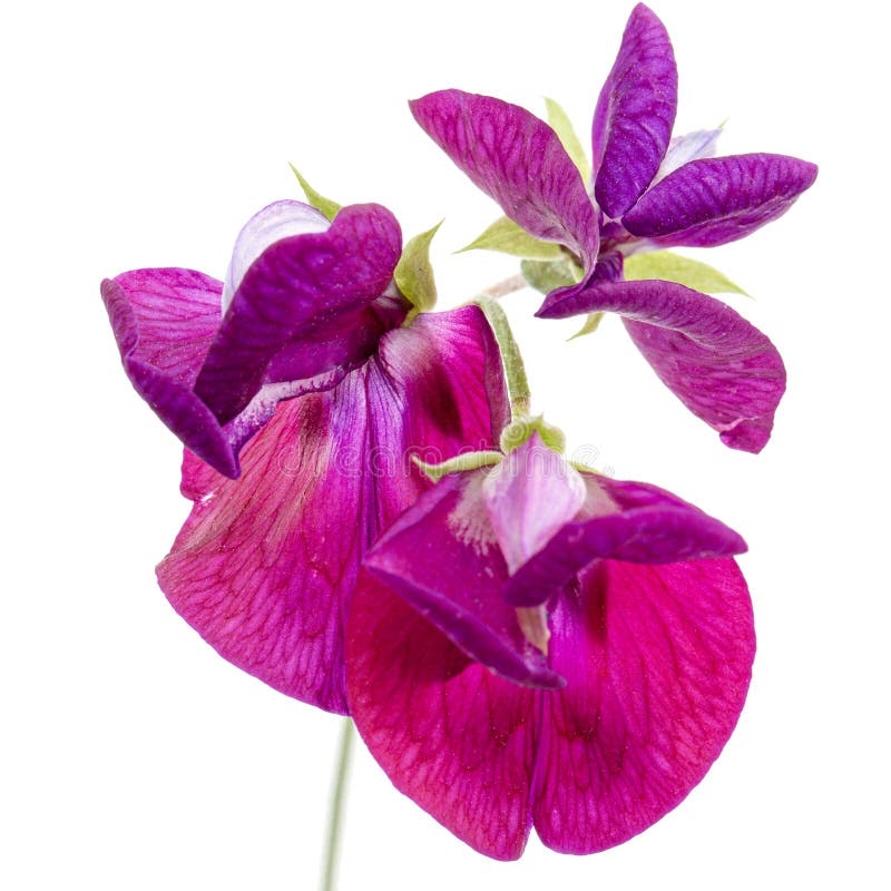 Purple Flower of Sweet Pea, Isolated on White Background Stock Photo ...