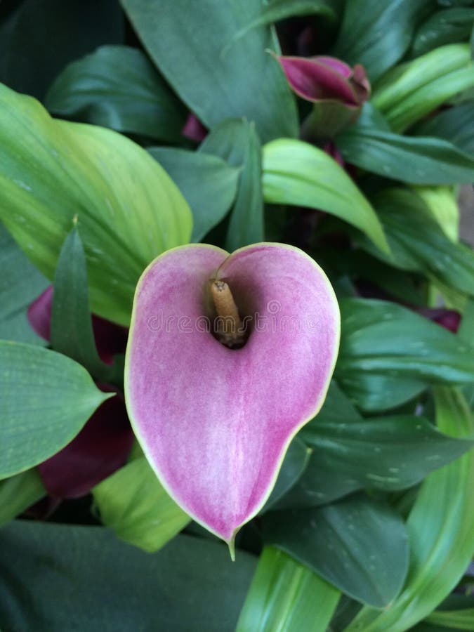 Flower of Fox Tail Plant stock image. Image of natural - 187674551