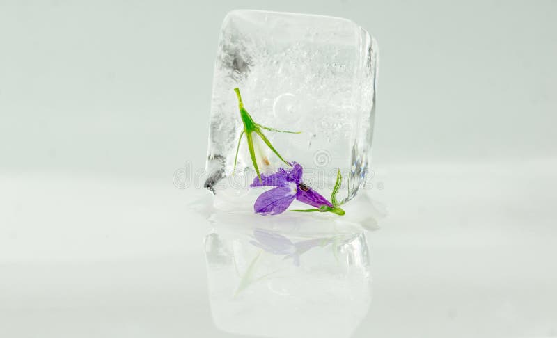 Purple Flower Trapped in Ice Cube Stock Image - Image of clear, bubbles ...