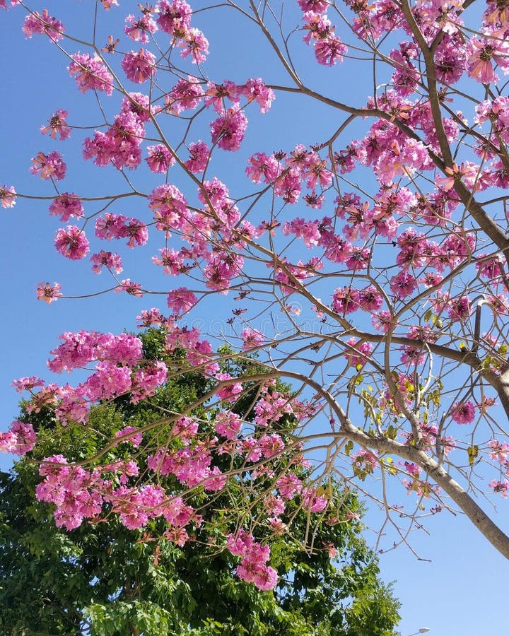Beauty stock photo. Image of flower, beauty, tree, purple - 121779450