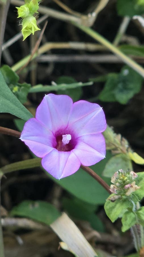 Purple Flower Under the Sky Stock Image - Image of purple, sthe: 386603129