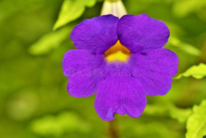 Purple flower petals stock image. Image of extraordinary - 33715309