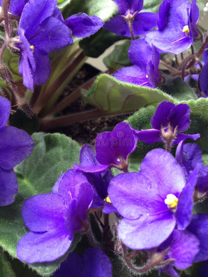Purple flower Viola stock photo. Image of pollen, stamen - 98291326