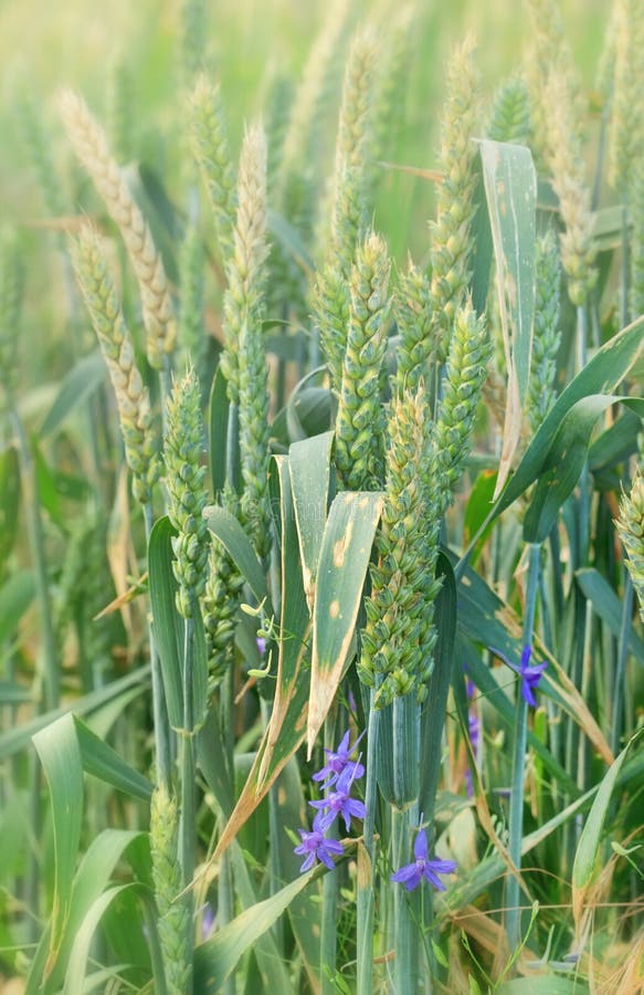 Purple flower in wheat stock image. Image of blooming - 37482303