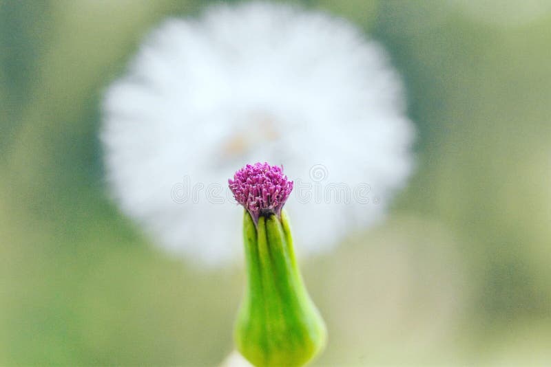 729 Puffball Flower Stock Photos - Free & Royalty-Free Stock Photos ...