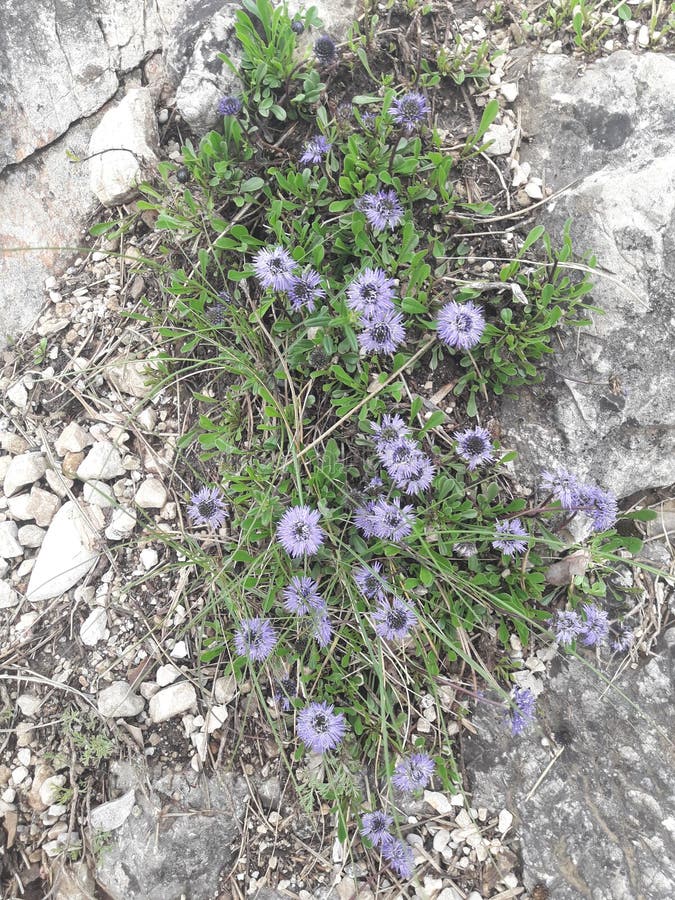 Purple Flower, Wild, Stone, Herb Stock Image - Image of food, garden ...
