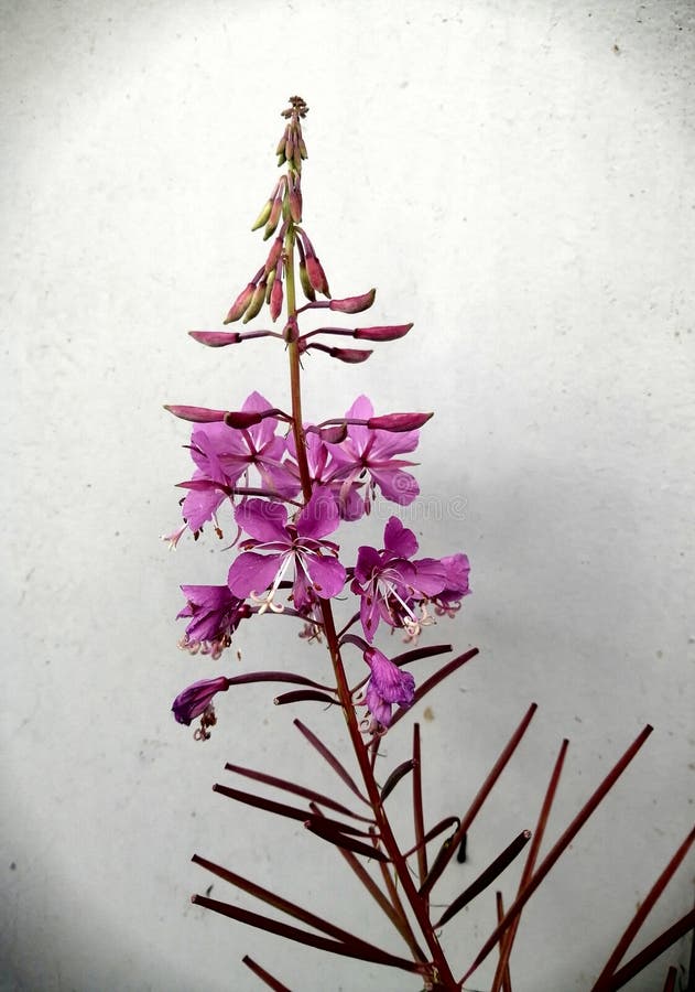 Purple Flower of Willow-tea or Narrow Leaved Cypress Stock Photo ...