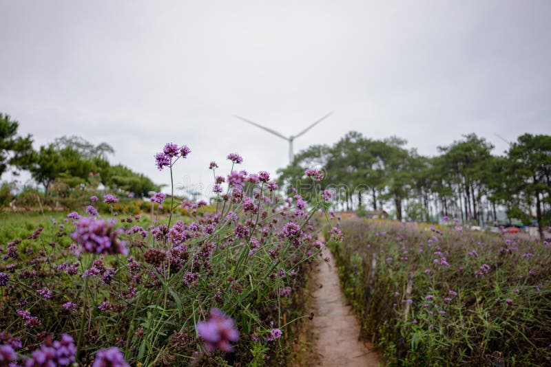 Purple Flower with Wind Turbine Stock Photo - Image of colorful, colour ...