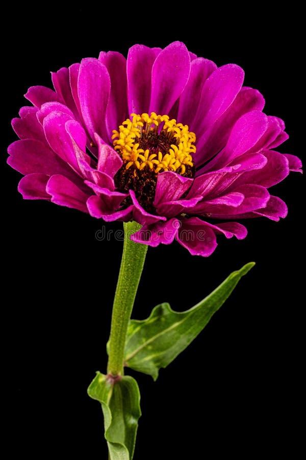 Purple Flower of Zinnia, Isolated on Black Background Stock Image ...