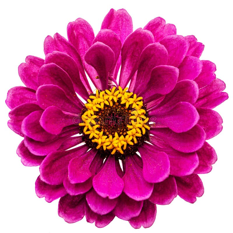 Purple Flower of Zinnia, Isolated on White Background Stock Photo ...