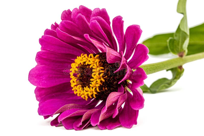 Purple Flower of Zinnia, Isolated on White Background Stock Photo ...