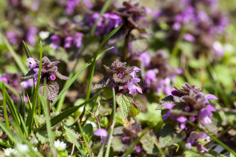 Purple Flowered Nettle, Details in Nature Stock Image - Image of pink ...