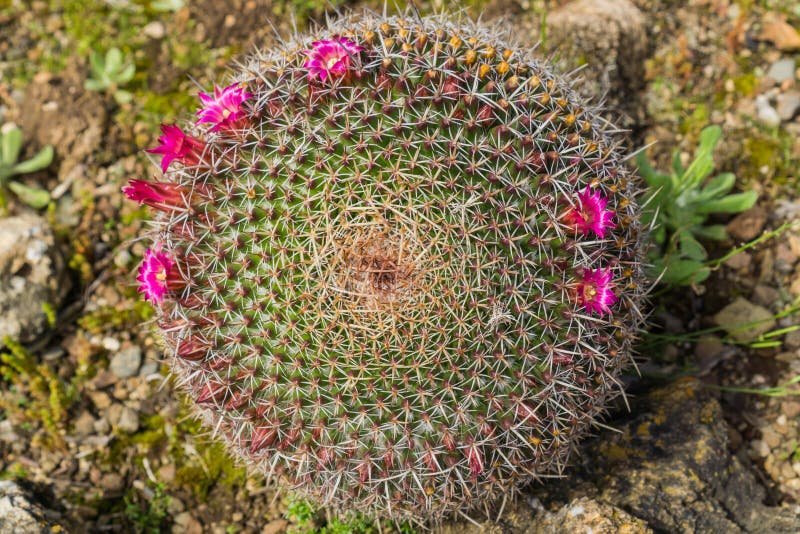 Purple Flowering Barrel Cactus, California Stock Image - Image of ...
